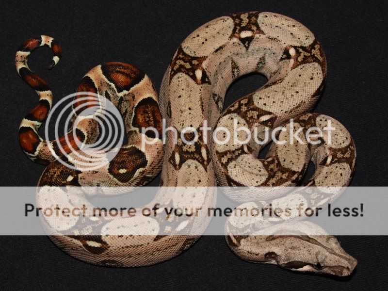 Eastern - Mlae pastel boa poss het Sharp | Reptile Forums